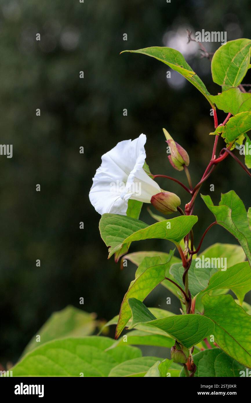 Bindweed (Convolvulus arvensis Stock Photo - Alamy