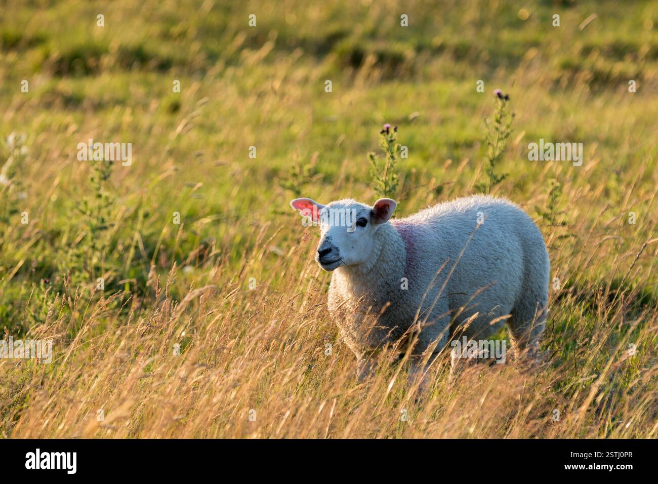 Sheep in sunset light Stock Photo - Alamy