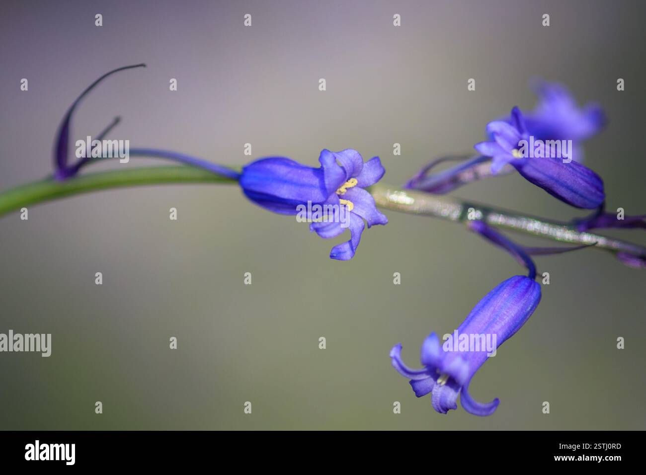 Bluebell wild flowers that grow in the UK Stock Photo - Alamy