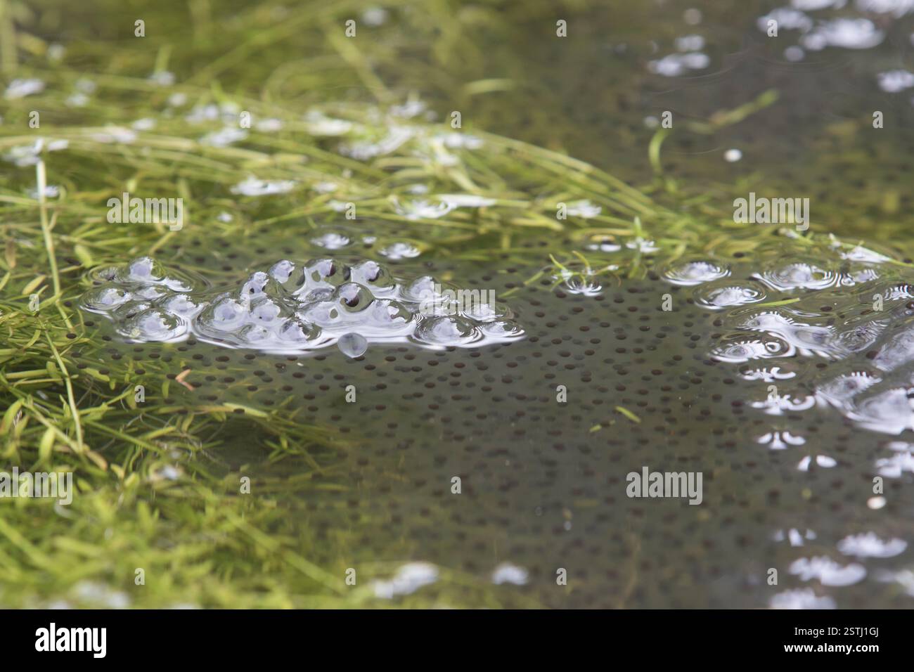 Frogspawn closeup in a pond hi-res stock photography and images - Alamy