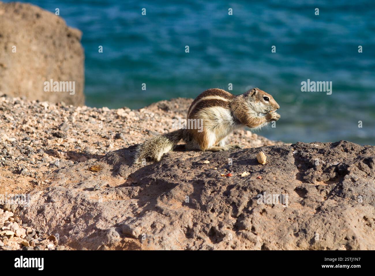 Ground Squirrel from Africa now breeding in Fuerteventura Stock Photo ...