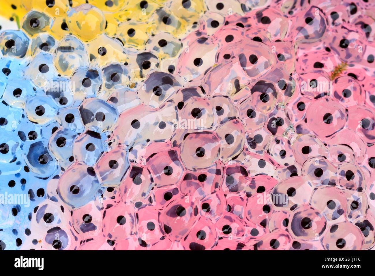 Frogspawn jelly hi-res stock photography and images - Alamy