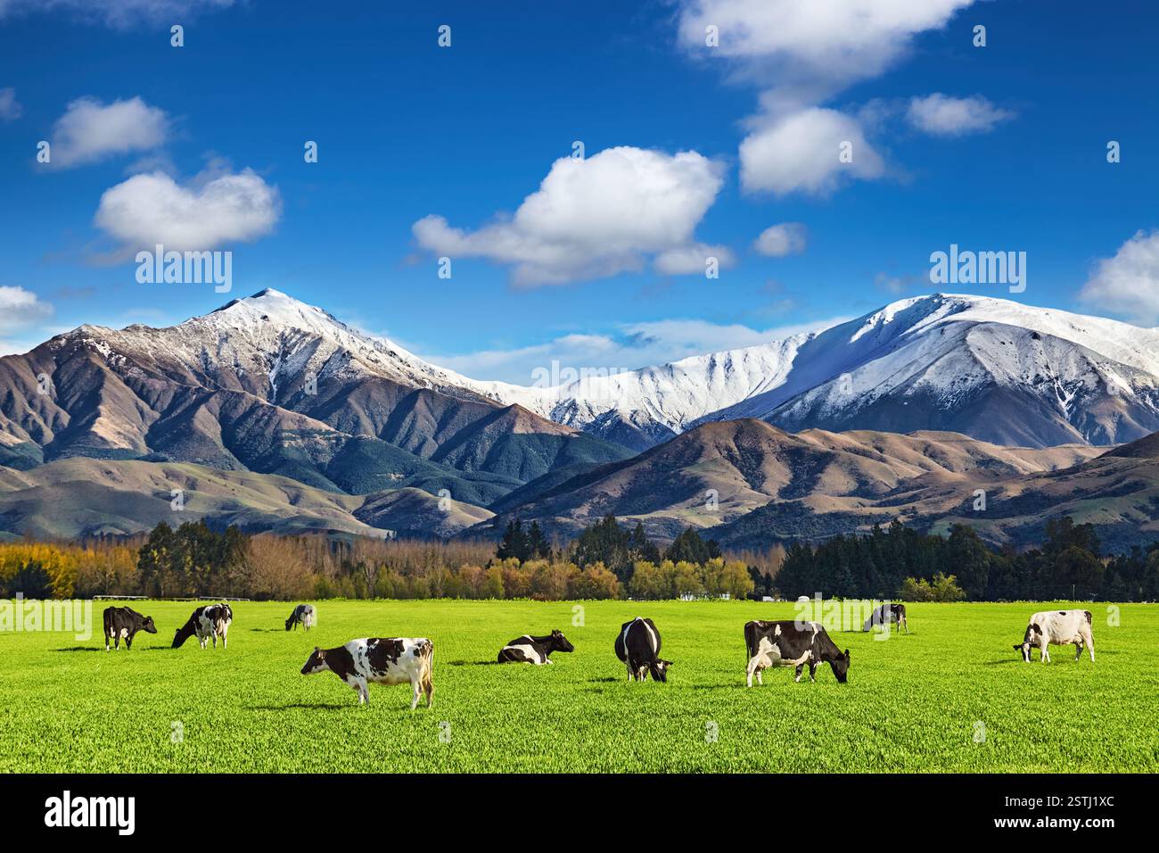 Pastoral landscape with grazing cows and snowy mountains in New Zealand ...