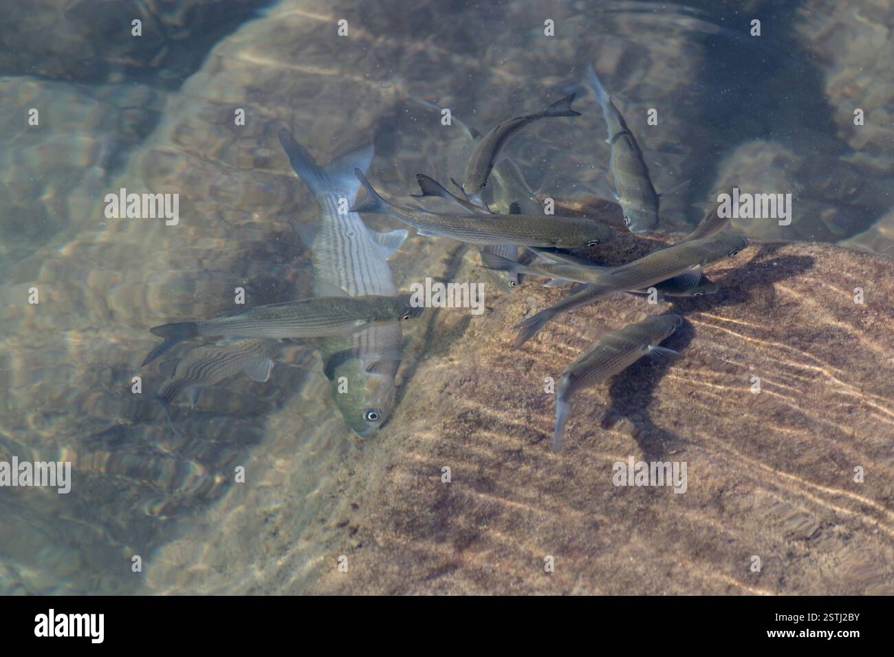 Golden Mullet in the ocean , fuerteventura, Spain Stock Photo - Alamy