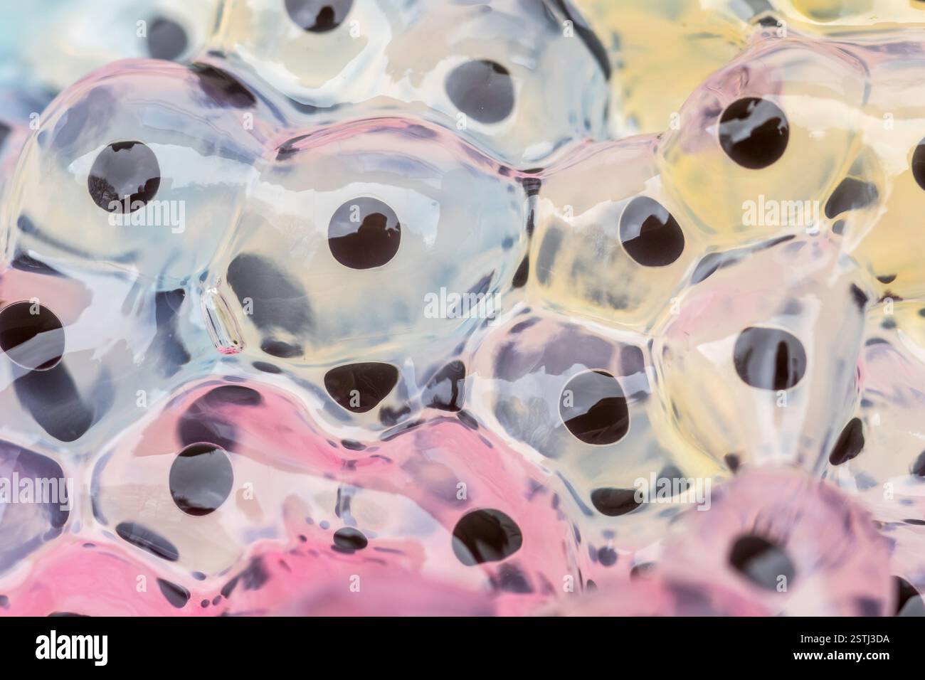 Colorful frog spawn closeup in a pond hi-res stock photography and ...