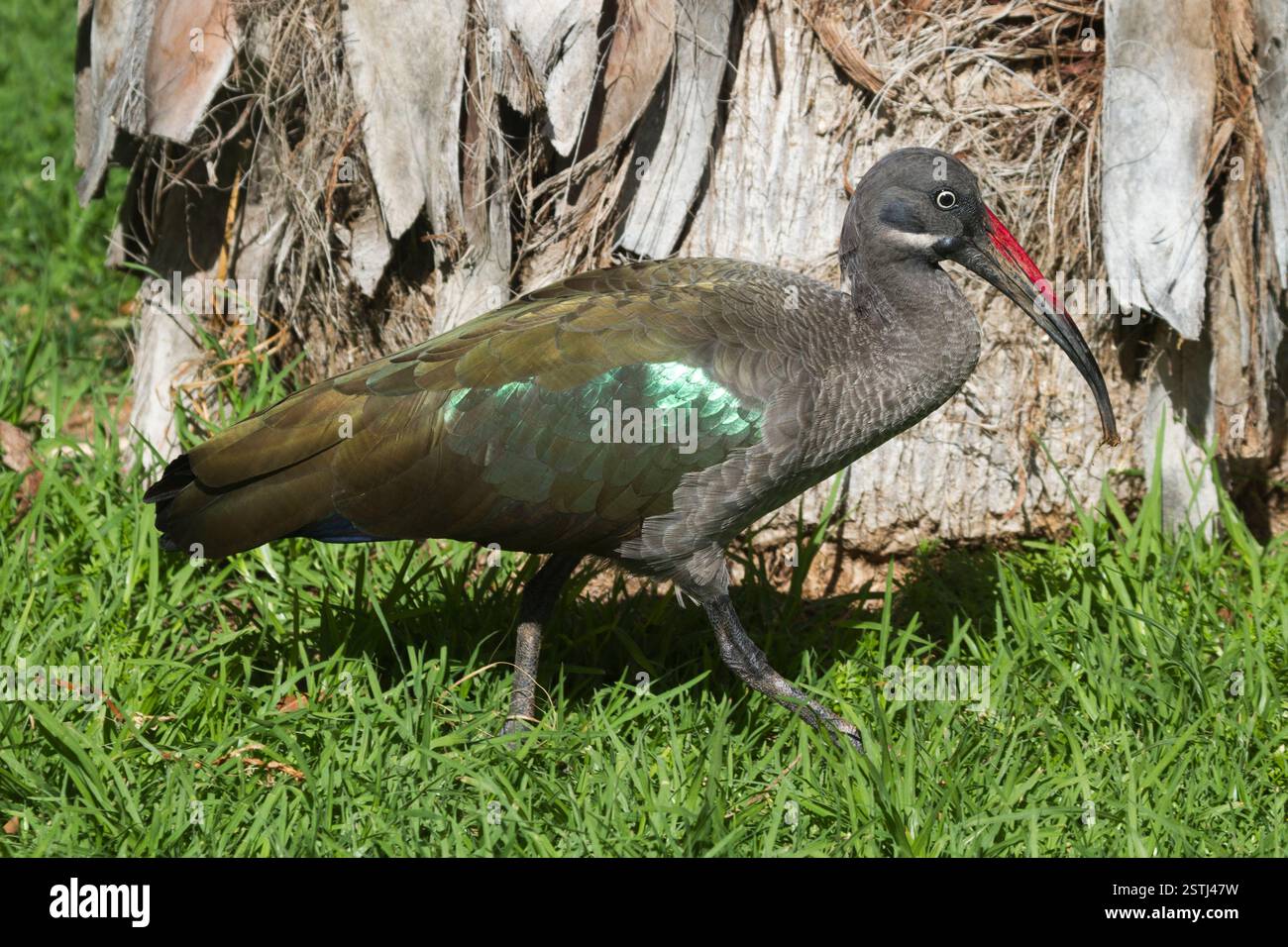 Hadada Ibis (Bostrychia Hagedash Stock Photo - Alamy