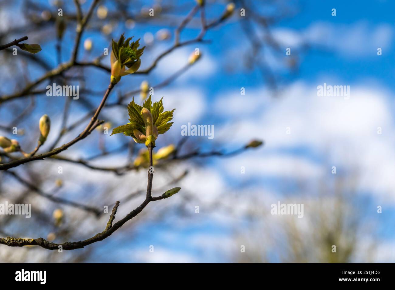 Signs of spring Stock Photo - Alamy