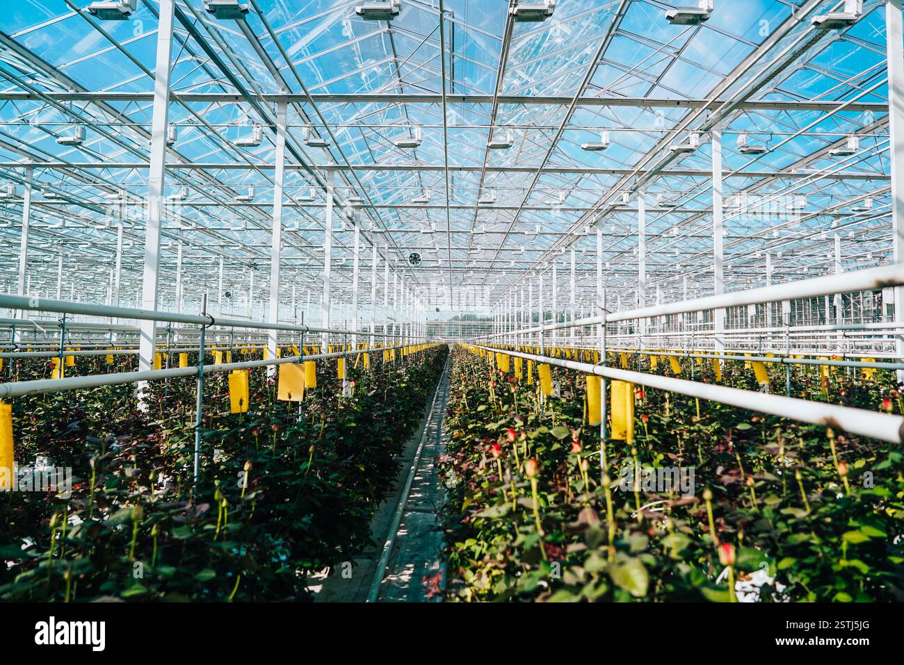 Greenhouse roses growing under daylight Stock Photo - Alamy