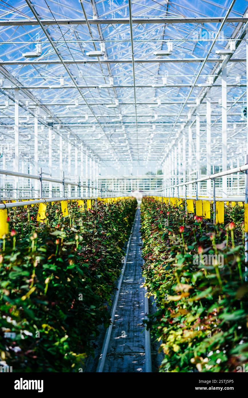 Greenhouse roses growing under daylight. Roses are grown in a ...
