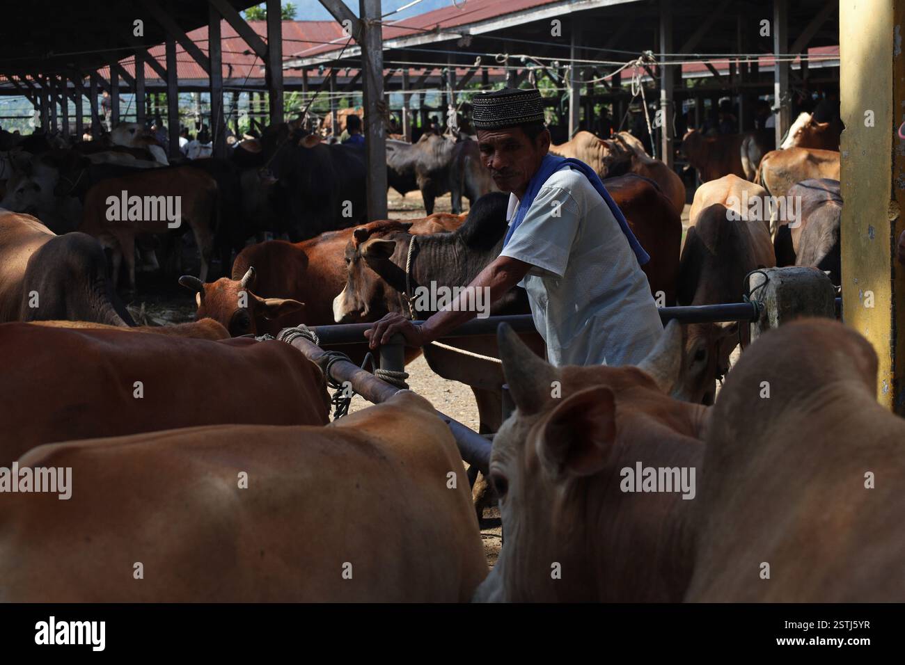February 19, 2025, Aceh Besar, Aceh, Indonesia: Traders market cattle ...