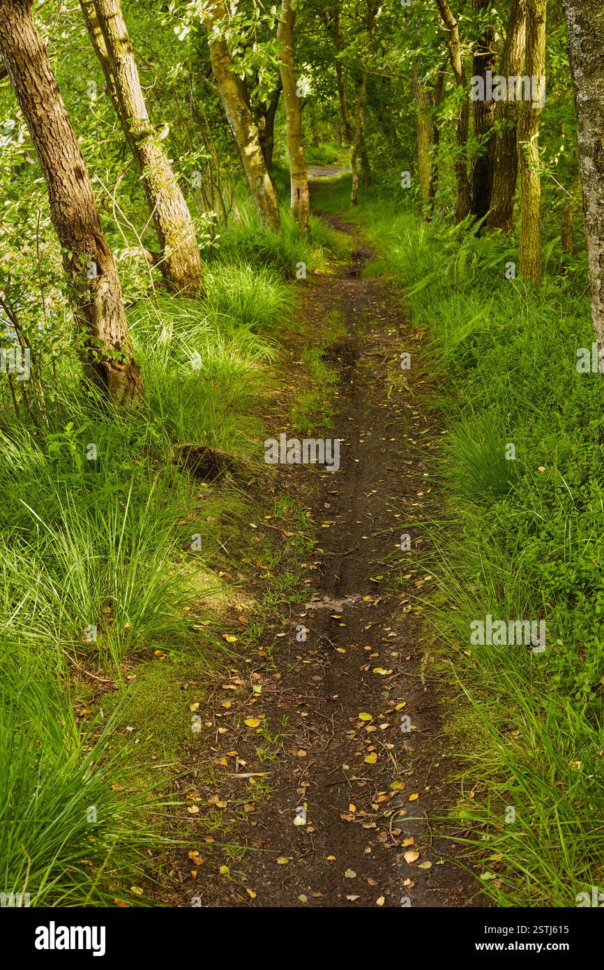 Nature, forest and path with trees in Denmark for environment ...