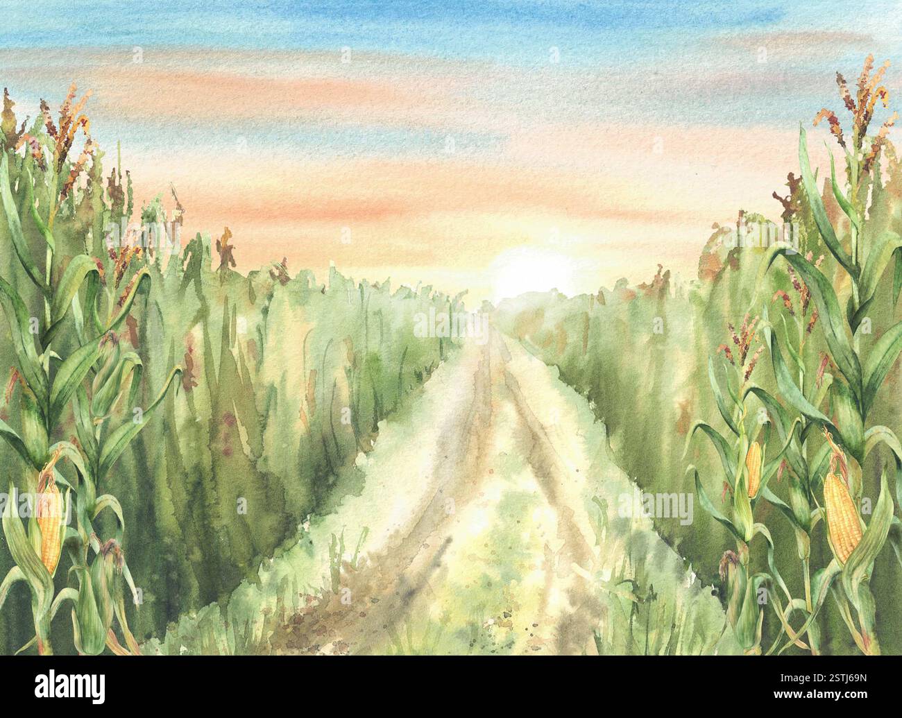 Cornfield road or agricultural field against sunset or sunrise sky ...