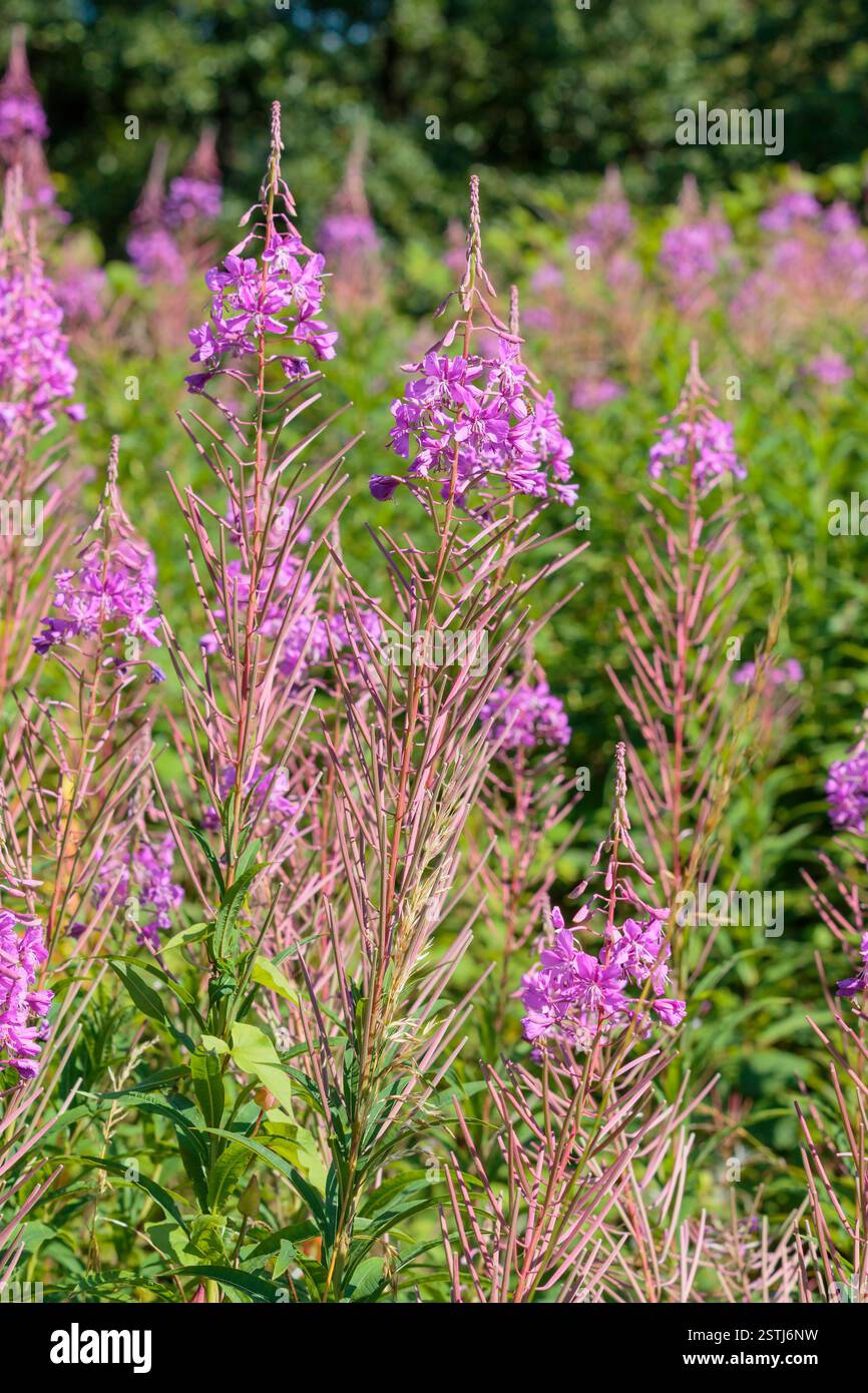 willow-herb, Chamaenerion angustifolium, Epilobium angustifolium, Rosebay Willowherb Stock Photo ...