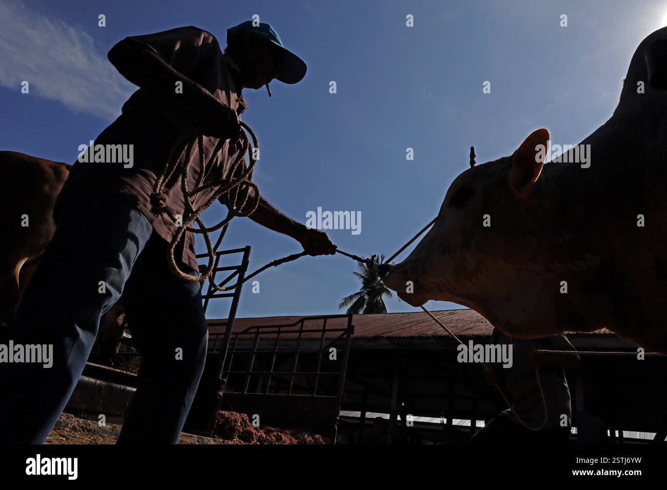 Aceh Besar, Aceh, Indonesia. 19th Feb, 2025. People unload cattle from ...