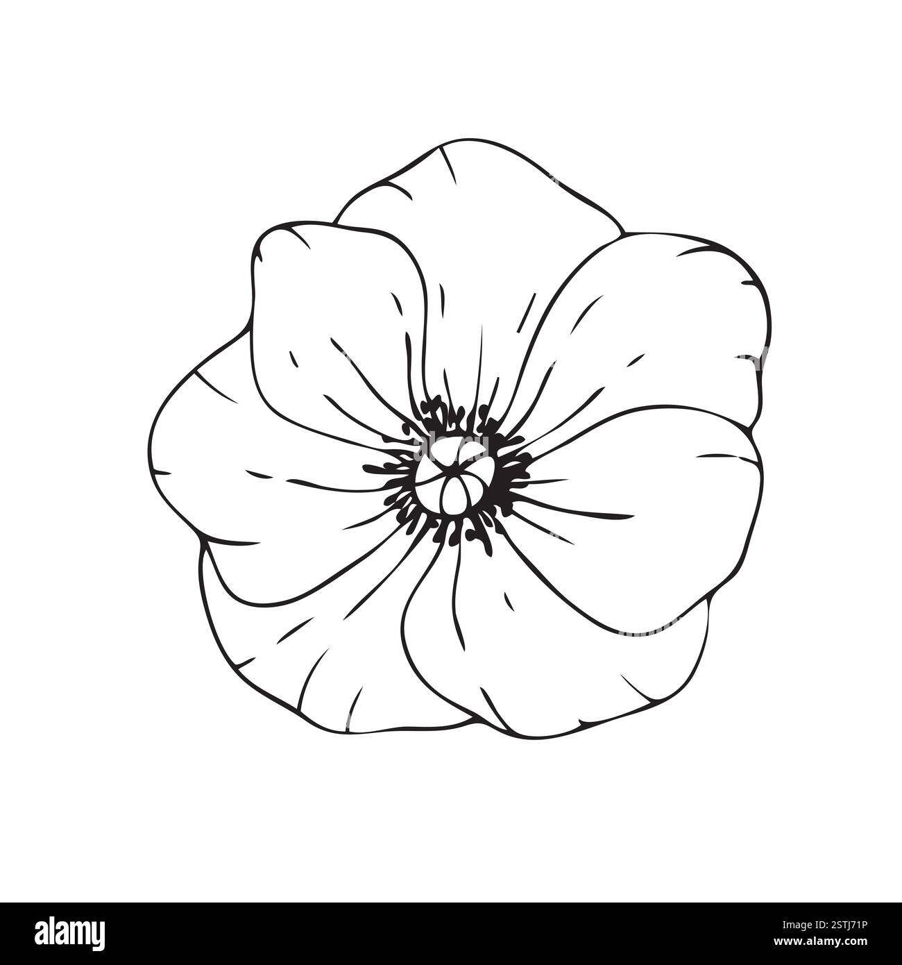 Anemone flowers drawing with line-art on white backgrounds Stock Vector ...