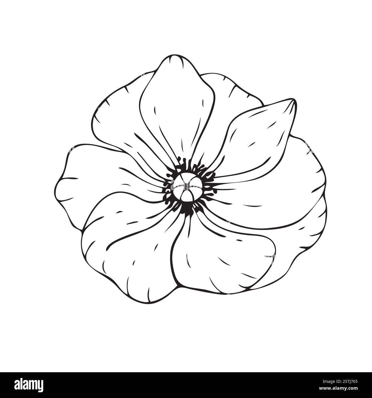 Hand drawn anemone. Line art vector illustration Stock Vector Image ...