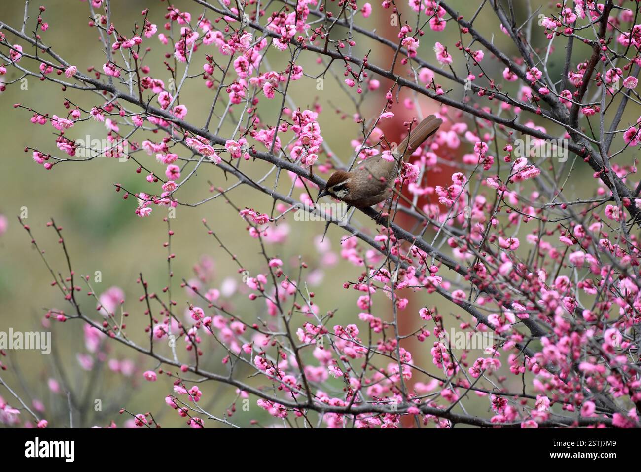 Plum blossoms burst into bloom in Renhuai City, southwest China's ...