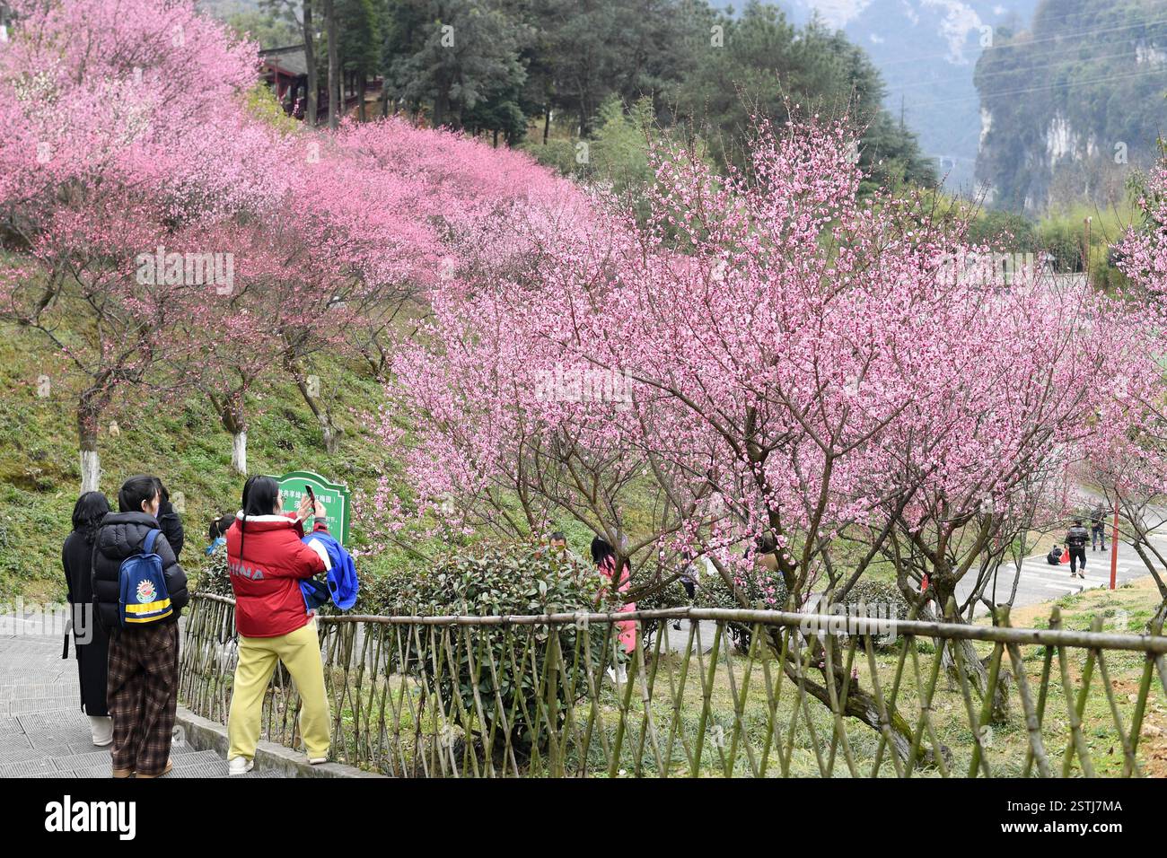 Plum blossoms burst into bloom in Renhuai City, southwest China's ...
