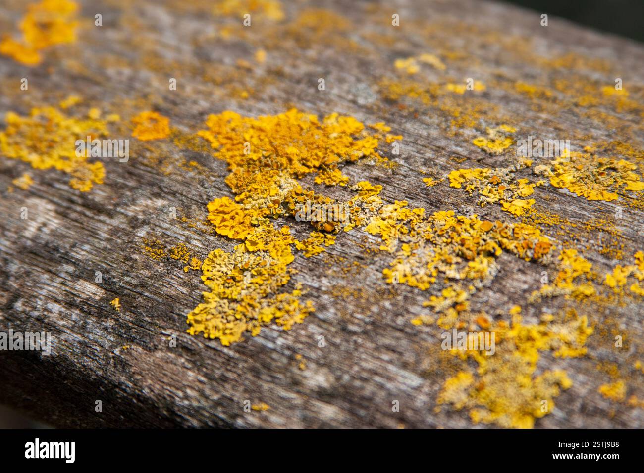 Close-up of yellow lichen on wood, showing texture and natural patterns ...
