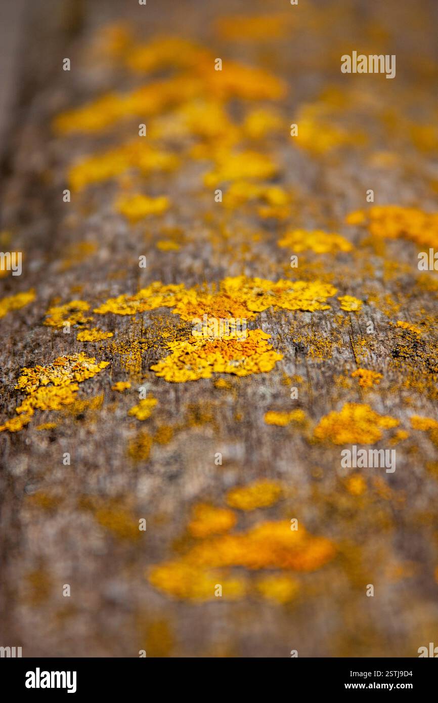 Close-up of yellow lichen on wood, showing texture and natural patterns ...