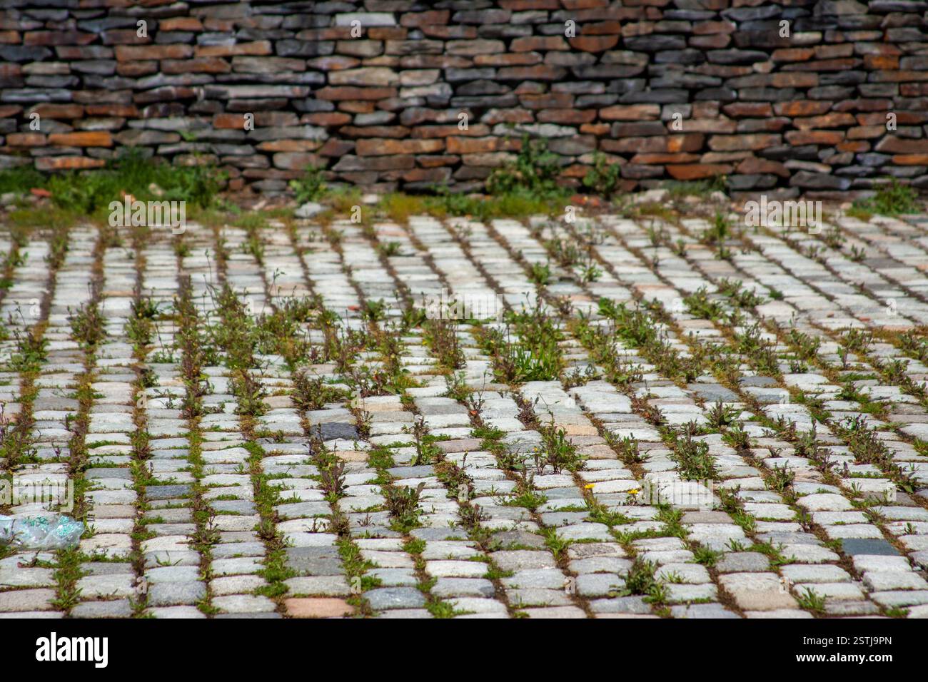 Close-up of cobblestone pavers and weeds, showing texture and natural elements. Urban surface ...