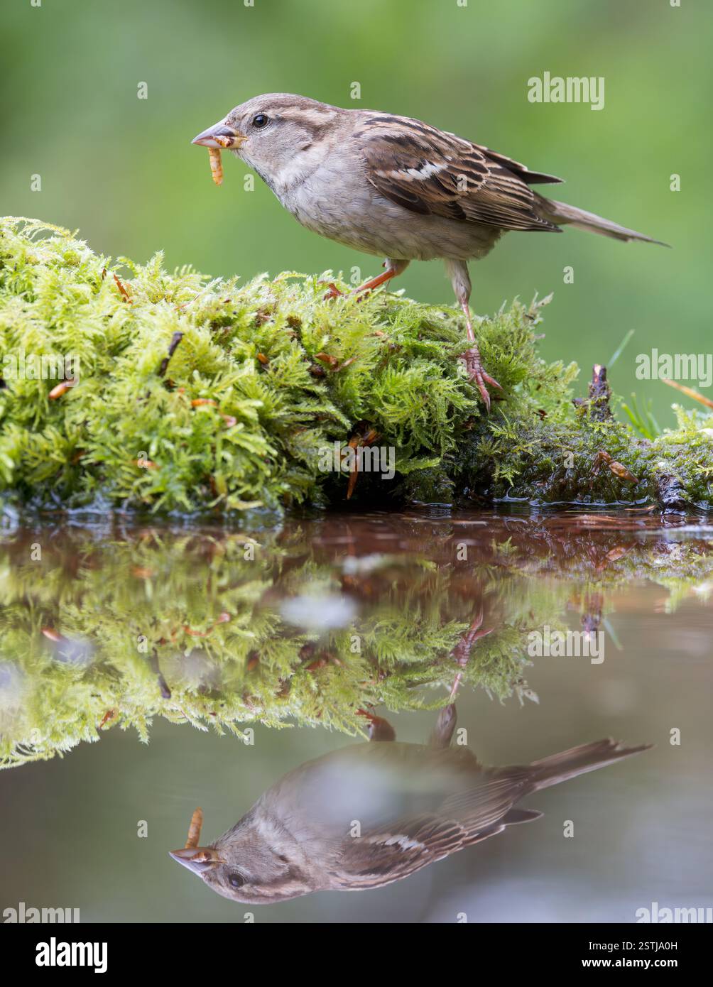 House Sparrow [ Passer domesticus ] Female bird taking a mealworm from a baited mossy log at a ...