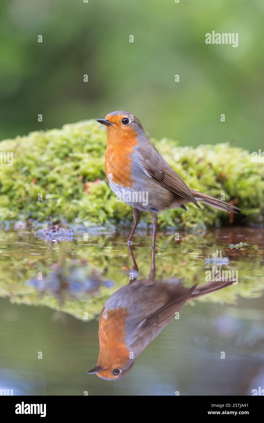 European Robin [ Erithacus rubecula ] standing in shallow pond with ...