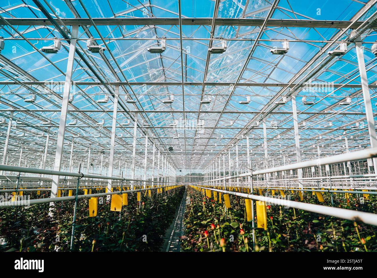 Greenhouse roses growing under daylight Stock Photo - Alamy