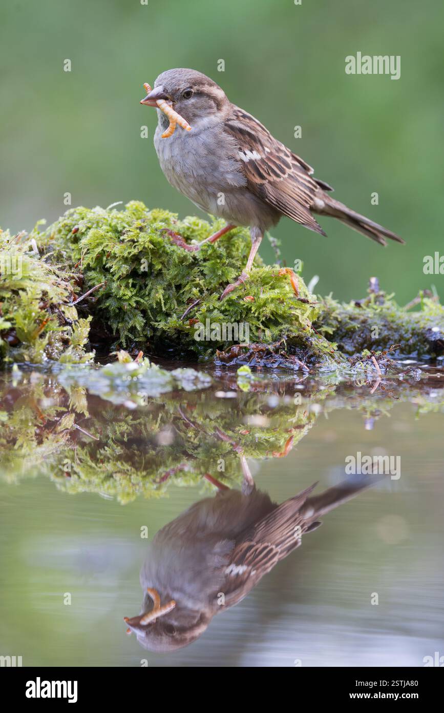 House Sparrow [ Passer domesticus ] Female bird on mossy log at a ...
