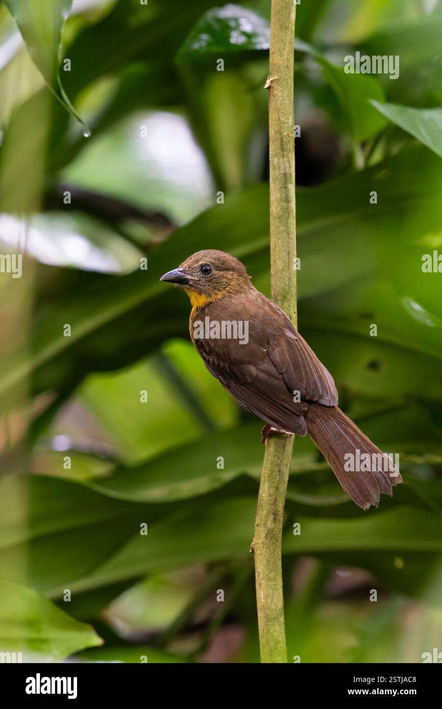The red-throated ant tanager, Driophlox fuscicauda, is a passerine bird ...