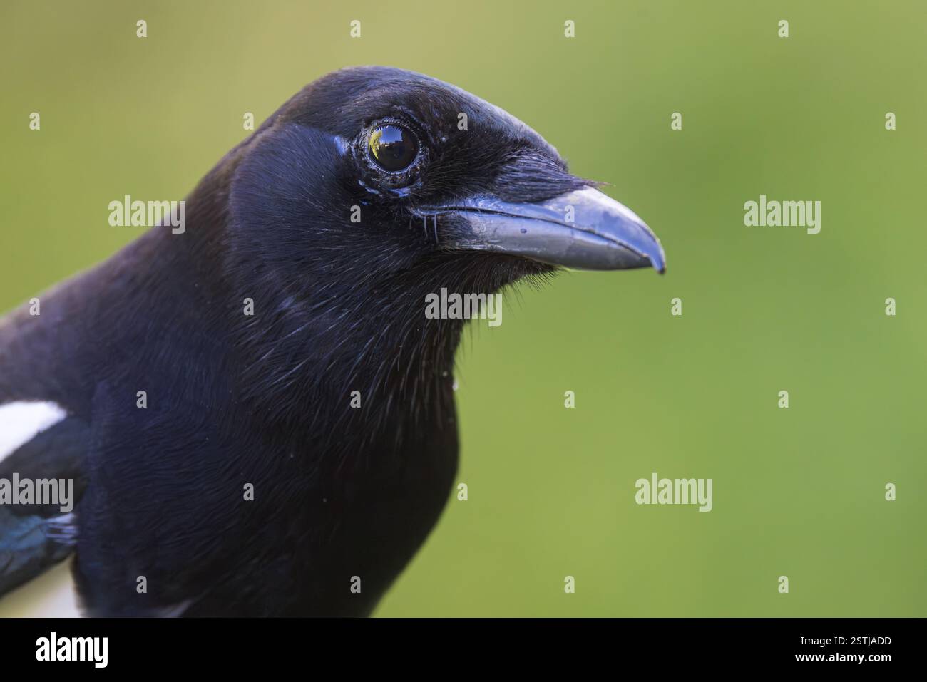 British bird magpie hi-res stock photography and images - Alamy
