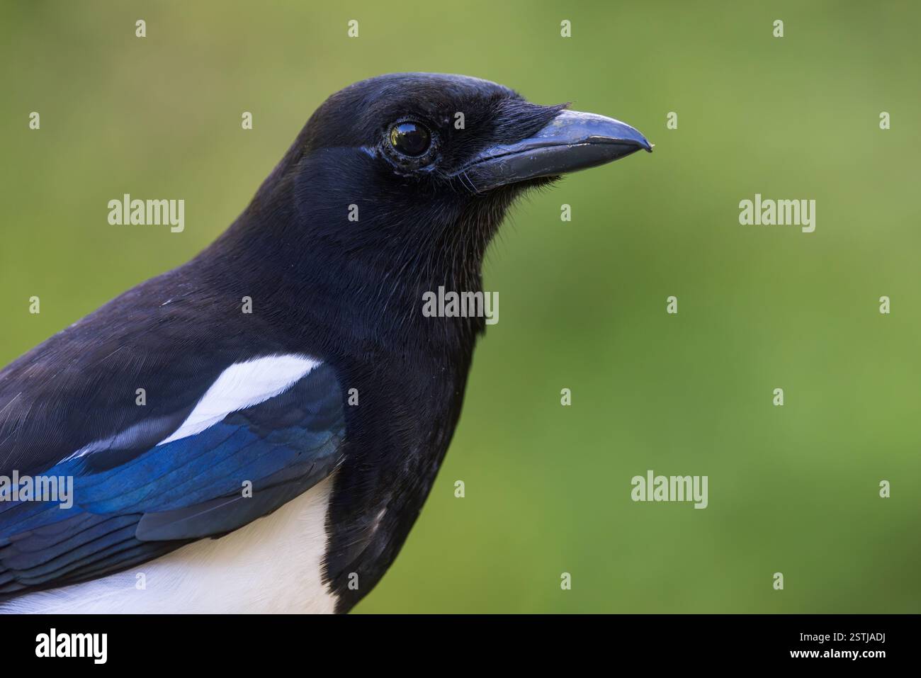 British bird magpie hi-res stock photography and images - Alamy