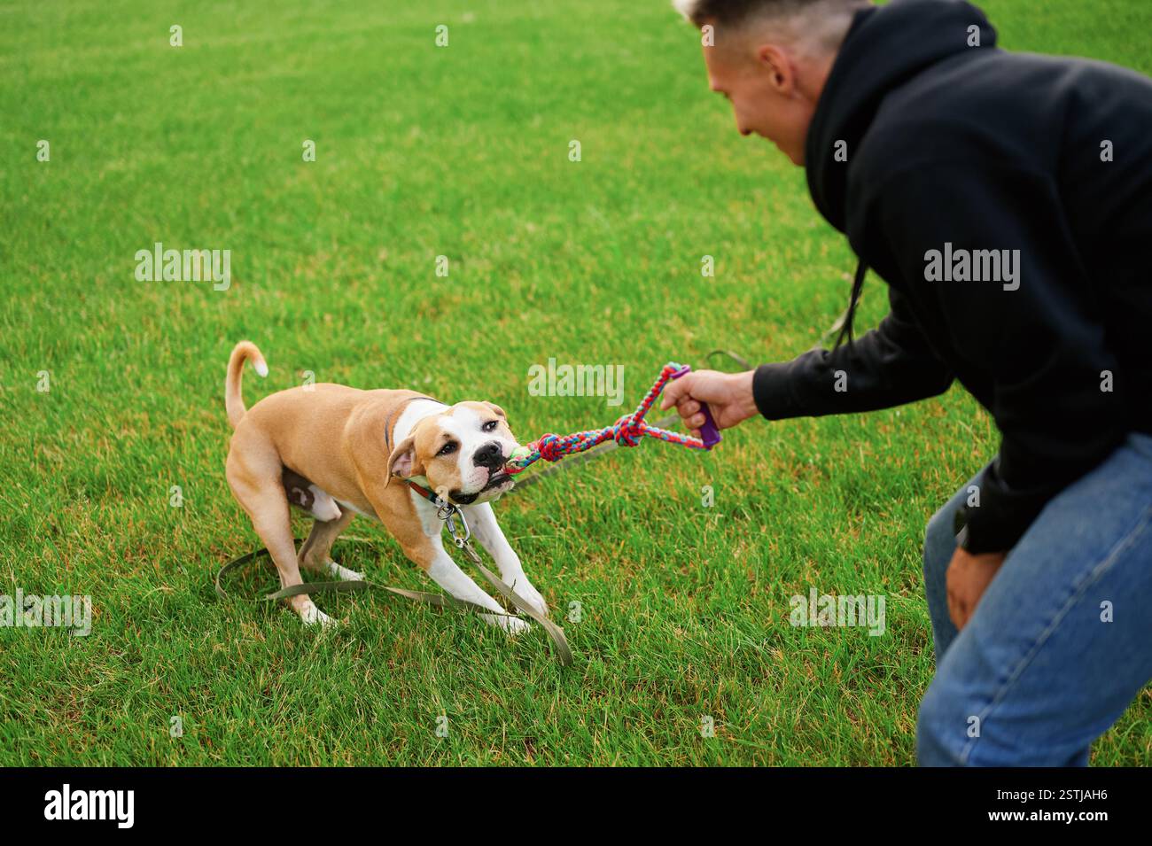Young man and his American Bulldog are captured in a lively moment of ...
