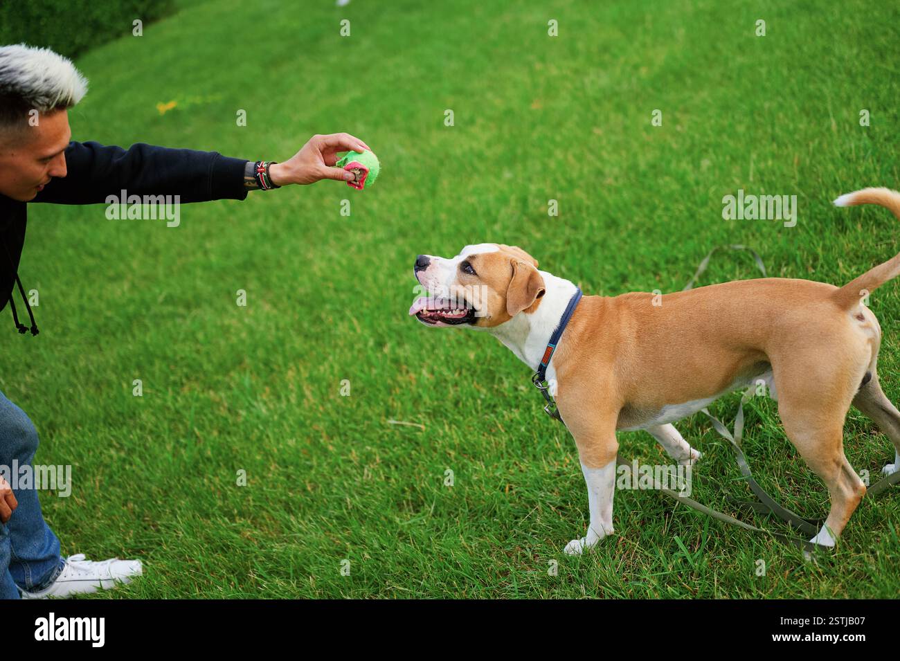 Summer activities, leisure lifestyle, pet training, animal friends ...