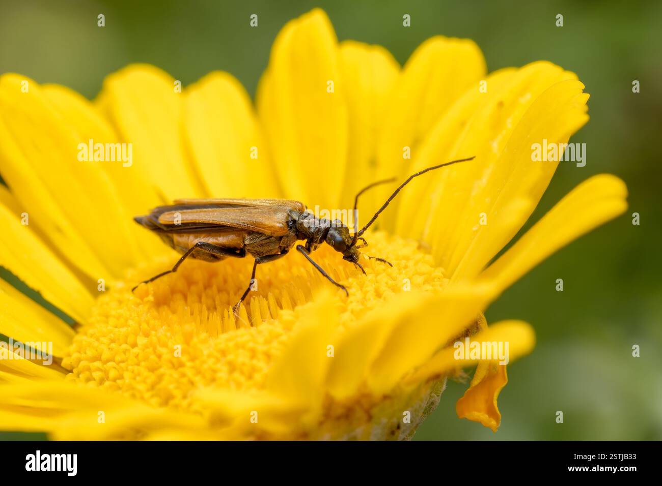 False Blister Beetle - Oedemera femorata, beautiful small beetle from ...