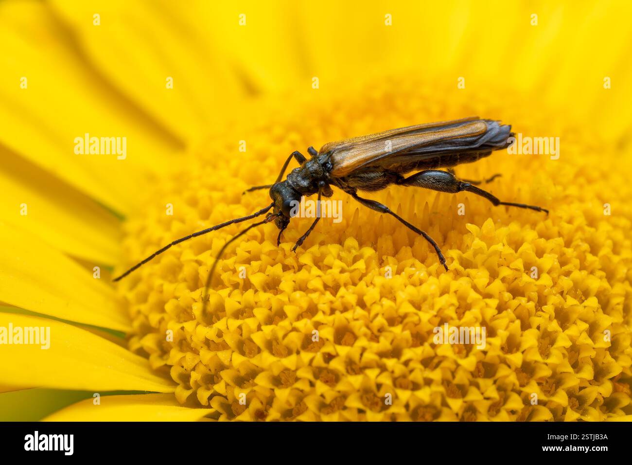 False Blister Beetle - Oedemera femorata, beautiful small beetle from ...
