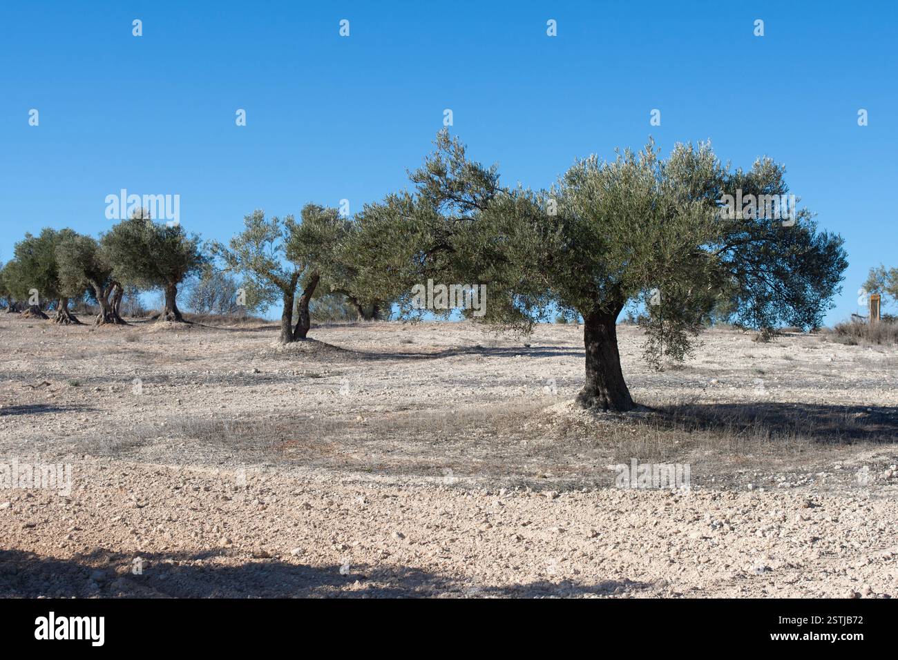 Spanish olive grove landscape with centennial olive trees Stock Photo ...