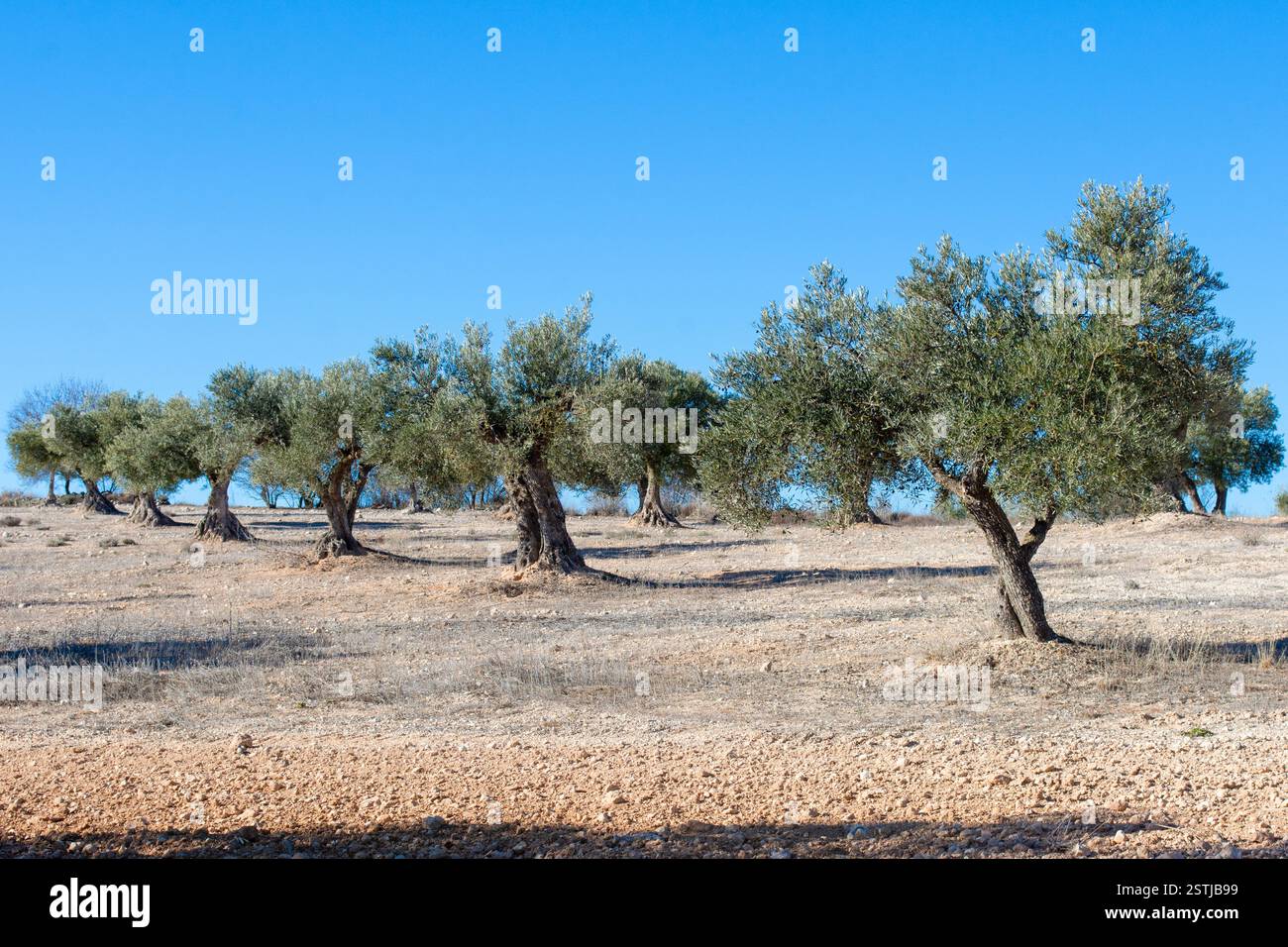 Spanish olive grove landscape with centennial olive trees Stock Photo ...