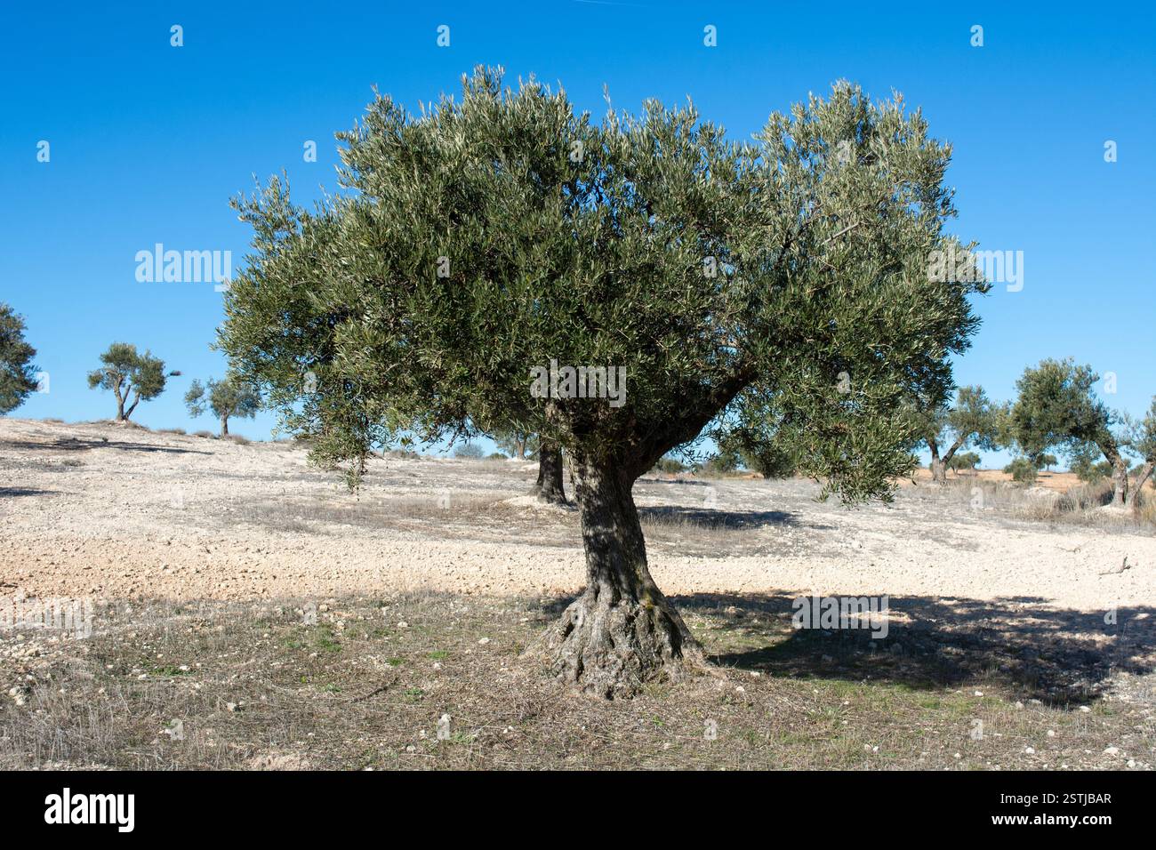 Spanish olive grove landscape with centennial olive trees Stock Photo ...