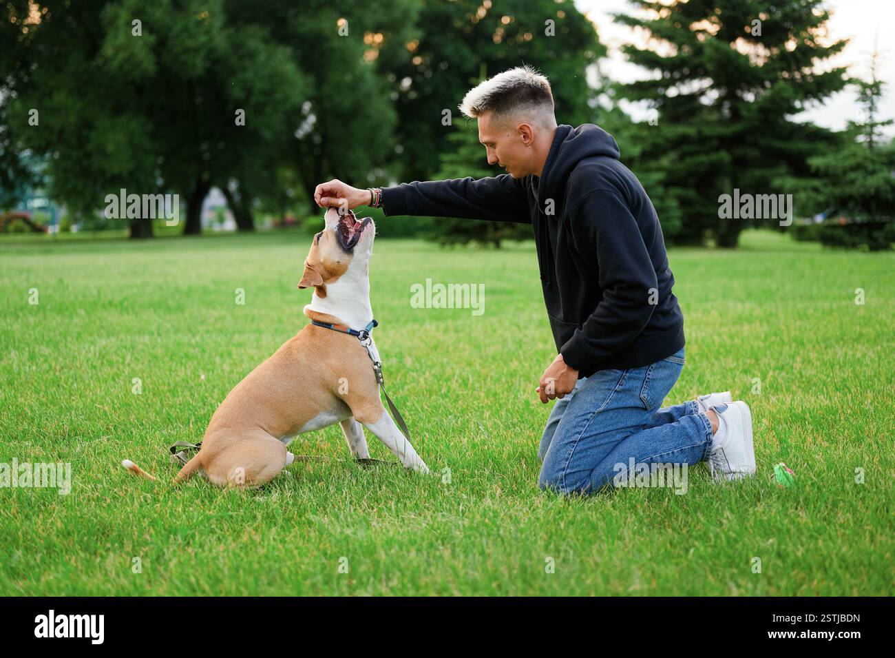 Happy man training with his dog in the nature. The owner gives a treat ...