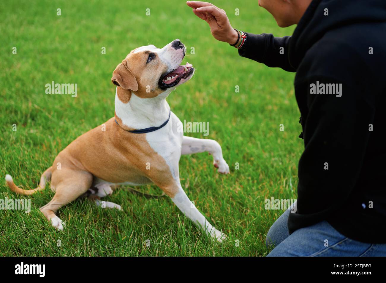 The owner shows a hand gesture to the dog to execute the command. A ...