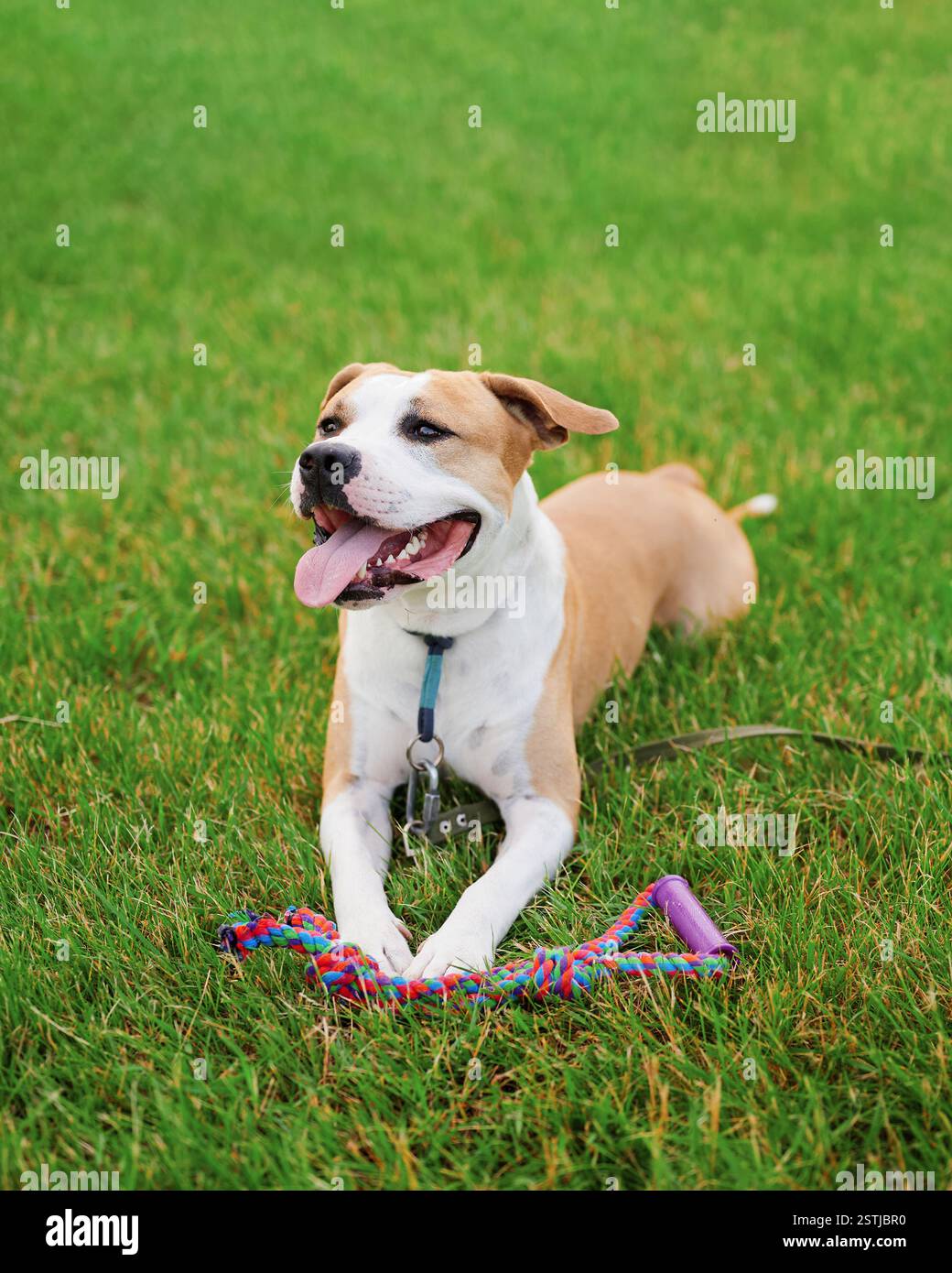 American Bulldog lying on lush green grass, wearing a blue collar, and ...