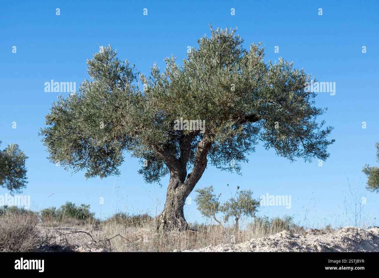 Spanish olive grove landscape with centennial olive trees Stock Photo ...