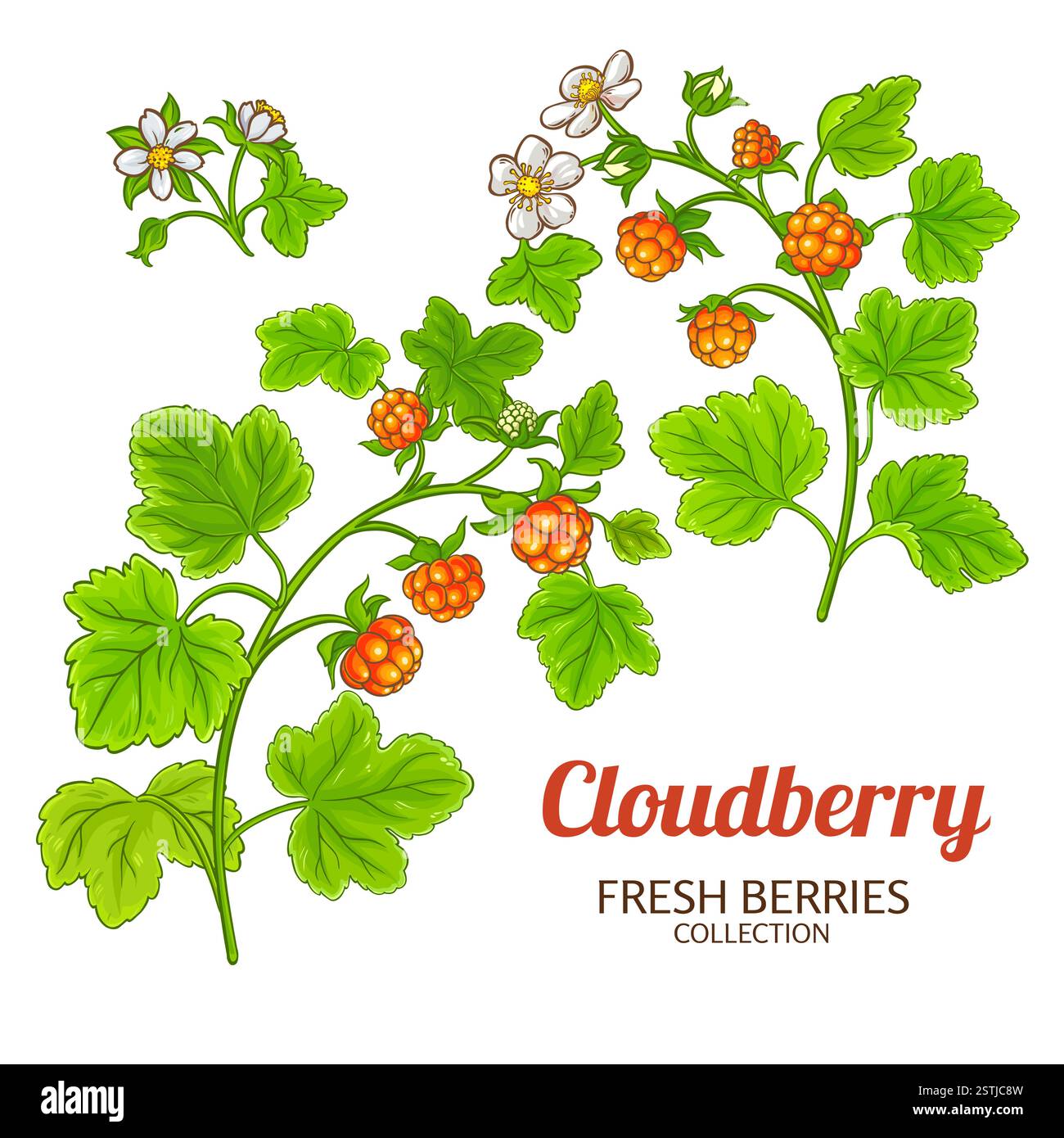 Cloudberry Plant Colored Detailed Illustration Stock Vector Image & Art - Alamy