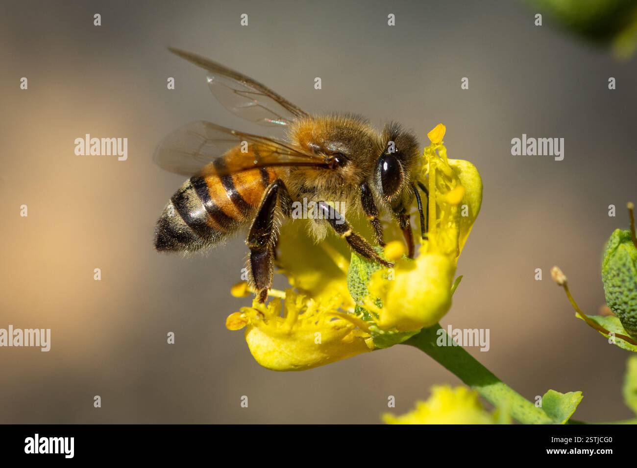 Honey bee female flower hi-res stock photography and images - Alamy