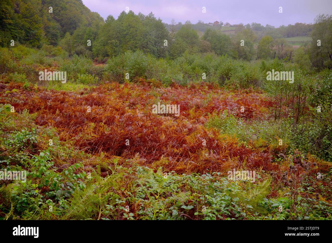 autumn colours of ferns in rural scene of Bosnia and Herzegovina Stock ...