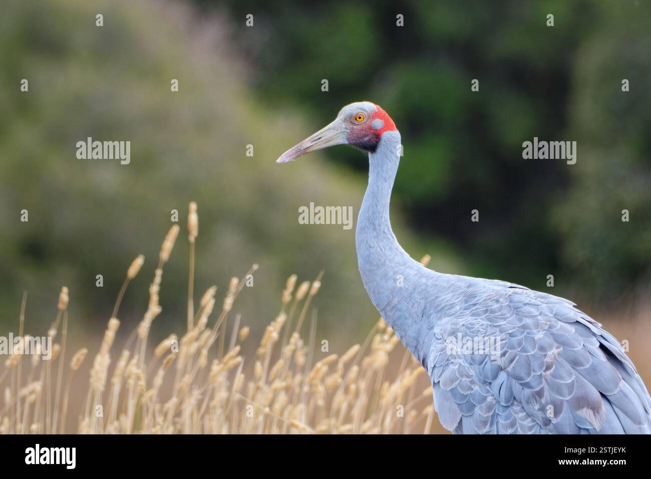 Brolga hi-res stock photography and images - Alamy
