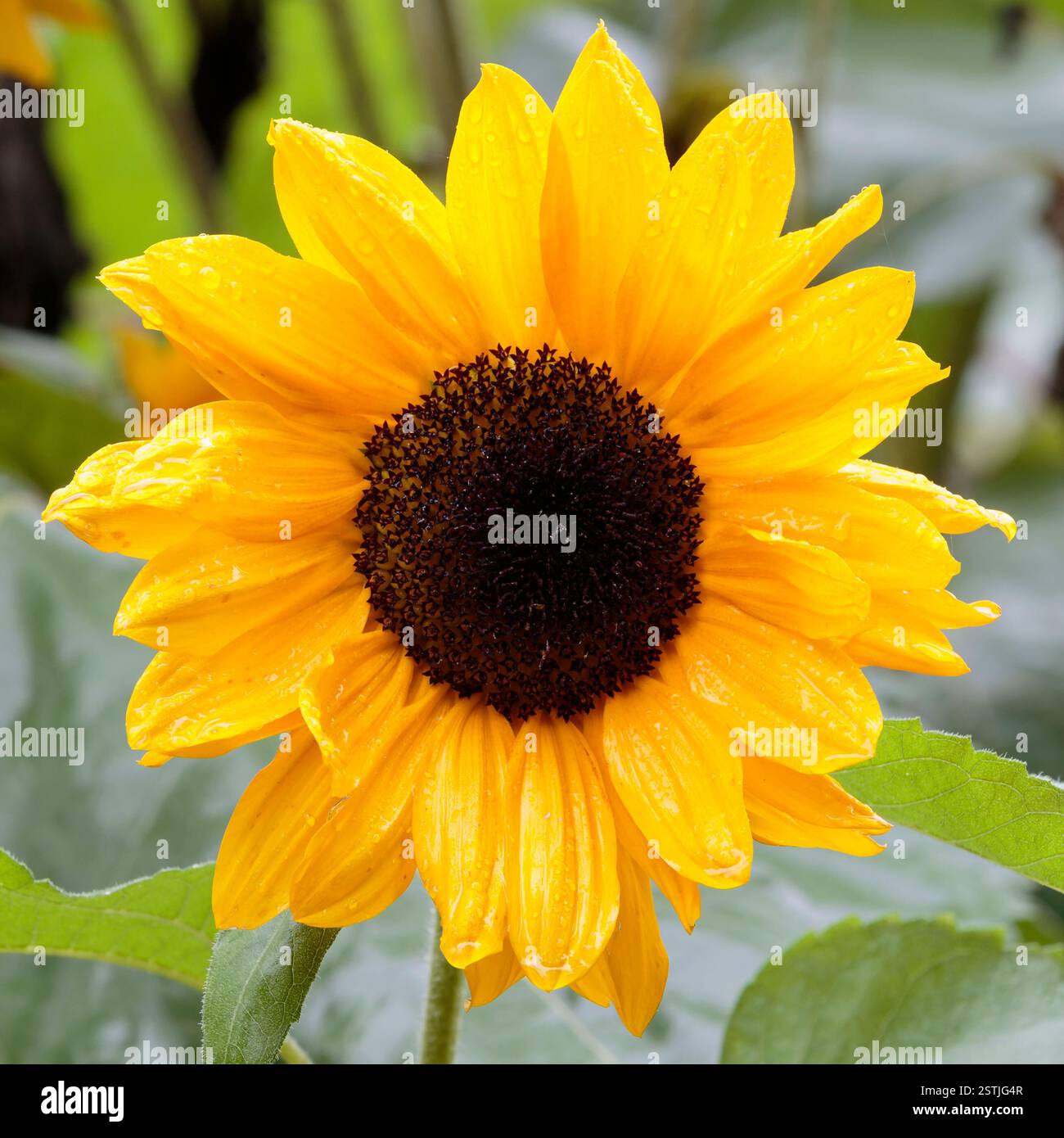 Sunflower field rain drops hi-res stock photography and images - Alamy