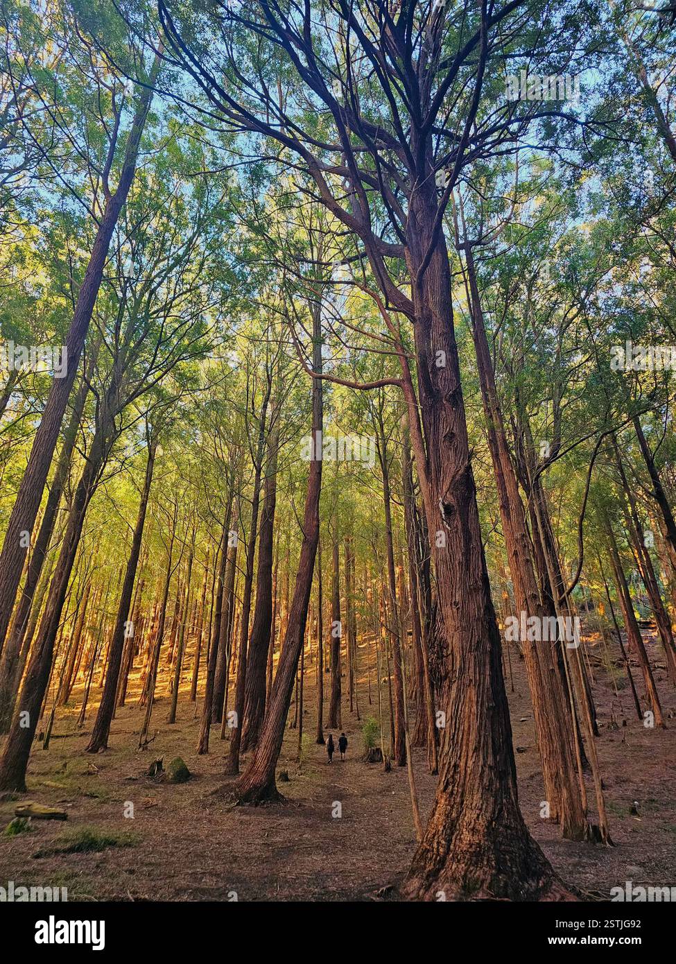 Ohiya hi-res stock photography and images - Alamy