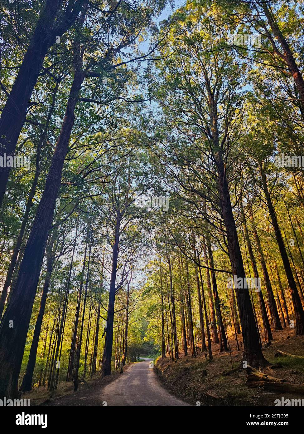 Ohiya hi-res stock photography and images - Alamy